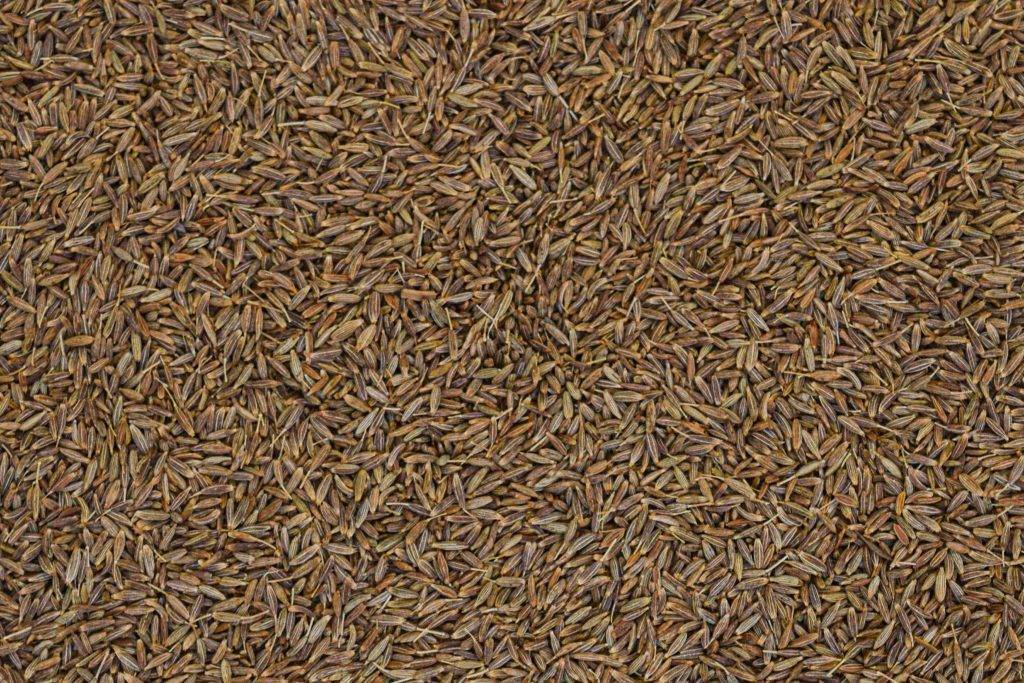 Comino semilla - Spicarium