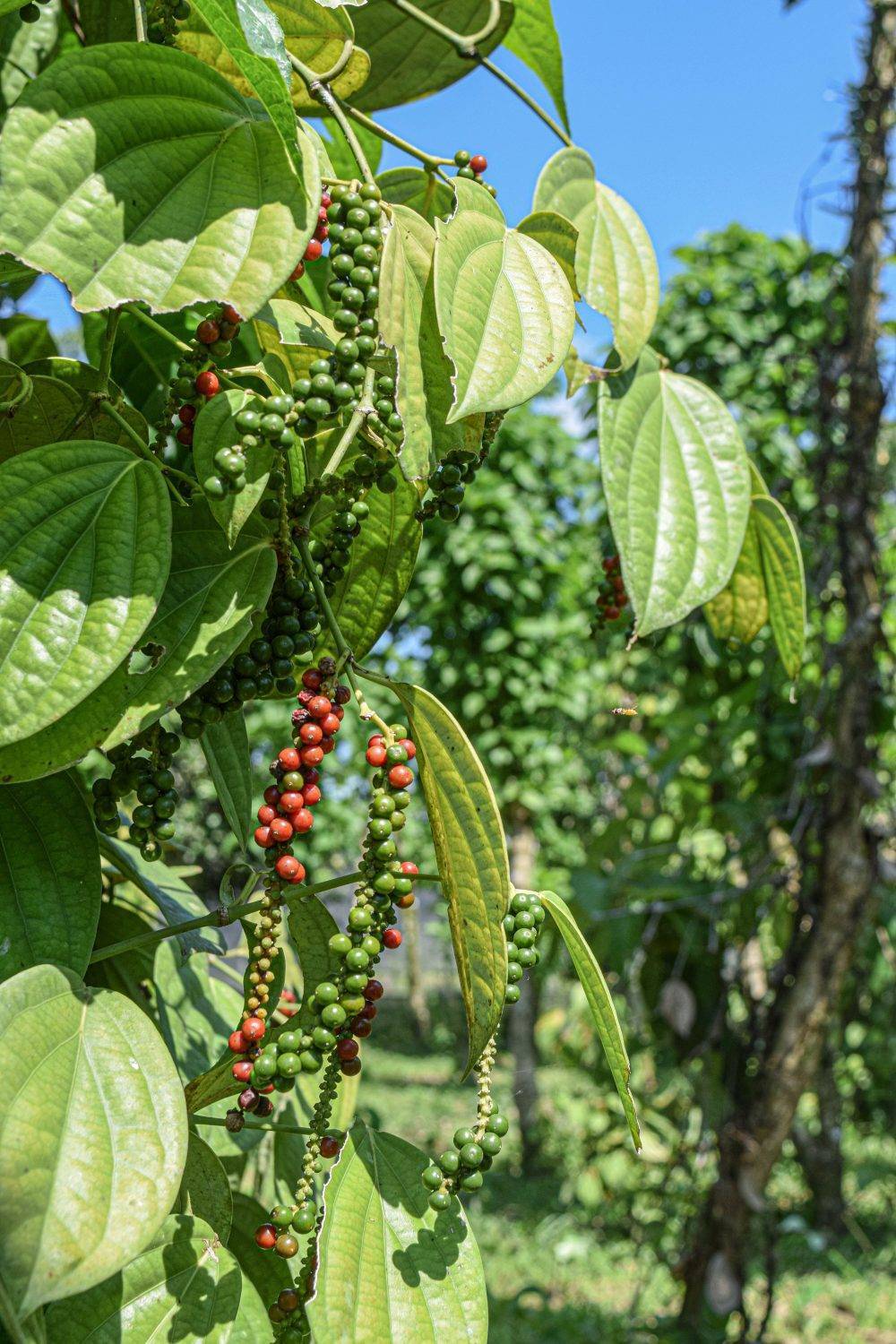 Pimienta negra certificada - Spicarium