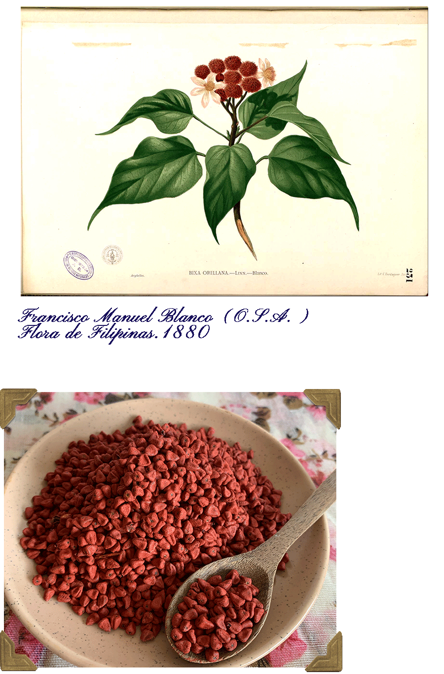 Achiote - Spicarium