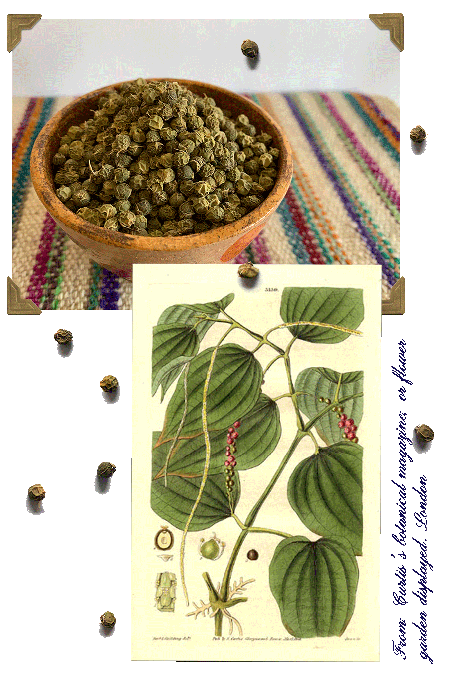 Pimienta verde - Spicarium