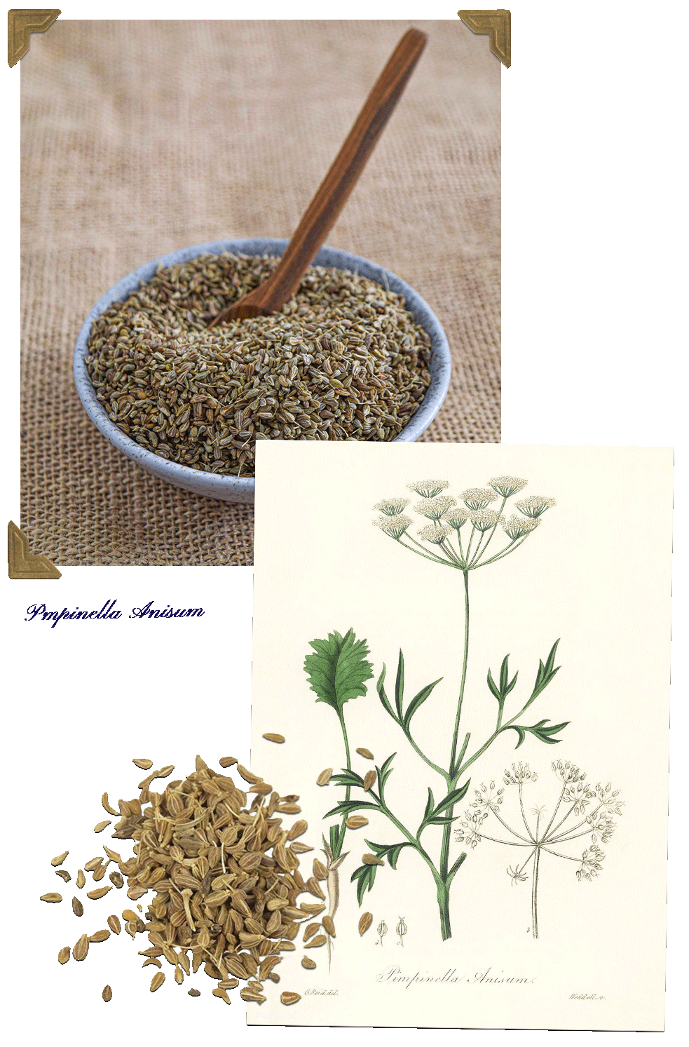 Anís - Spicarium