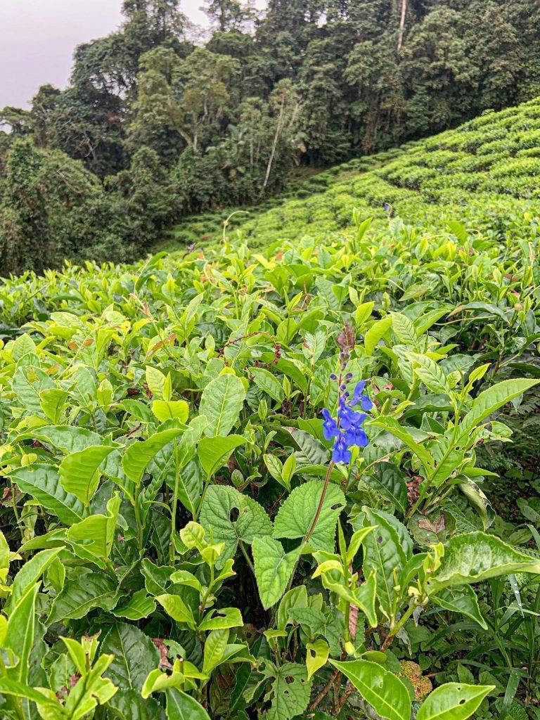 Té colombiano de origen - Spicarium