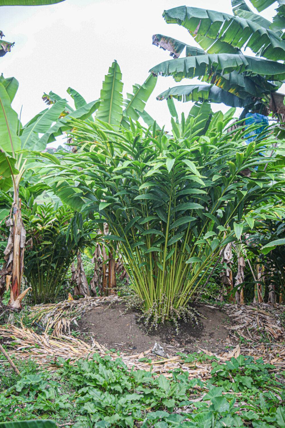 Conoce la historia del cardamomo colombiano - Spicarium